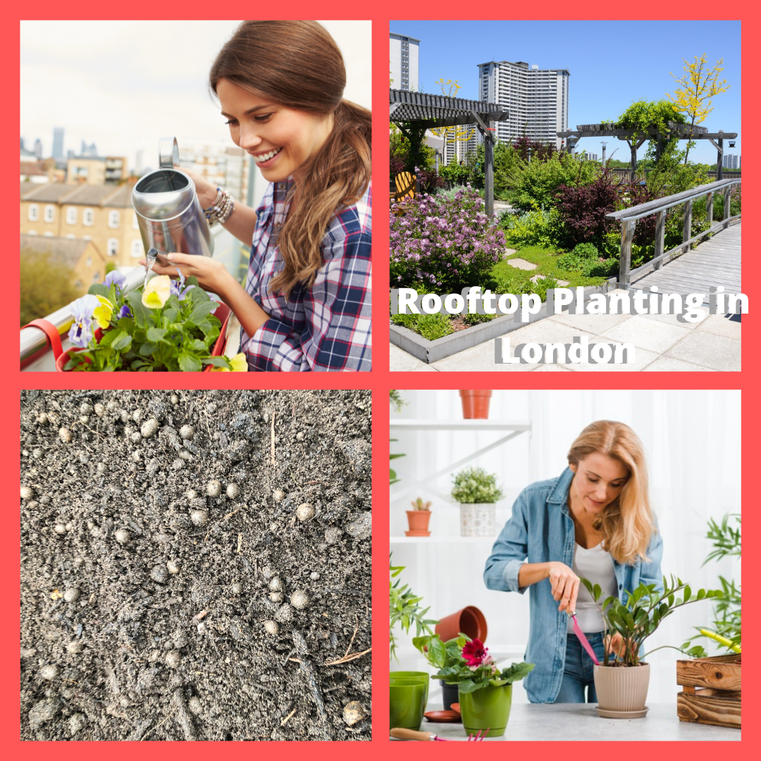 Rooftop Planting with LECA Soil – Stone Zone & Landscaping Supplies